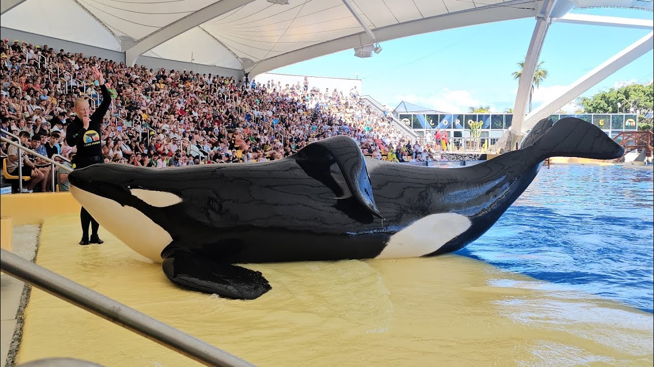 Keto & Renée 💕 Loro Parque, OrcaOcean, 27.04.2024 - YouTube