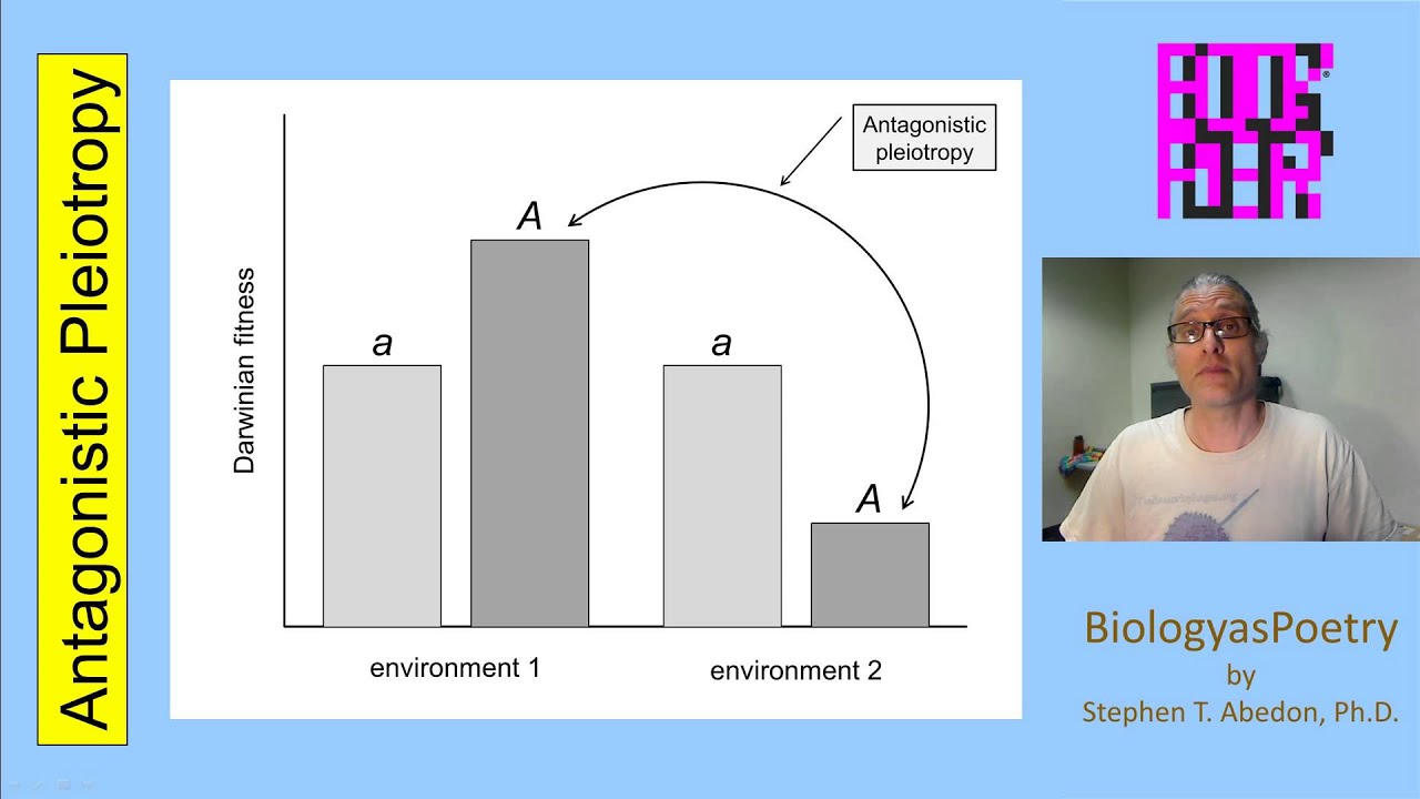 Antagonistic Pleiotropy - YouTube