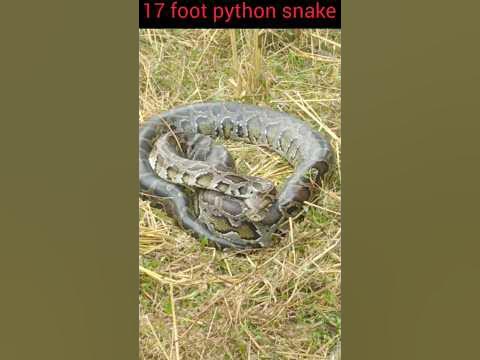 17 Foot Python🐍 #python #snake #viral #shorts #trending #youtube - YouTube
