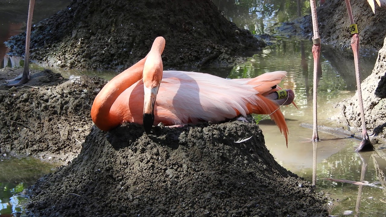 flamingo nest - YouTube