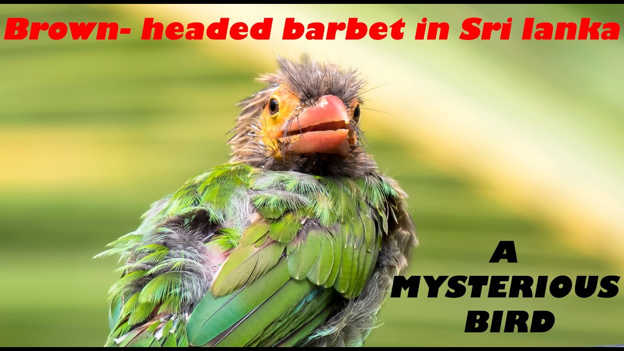 Amazing sounds of Brown-headed barbet - YouTube