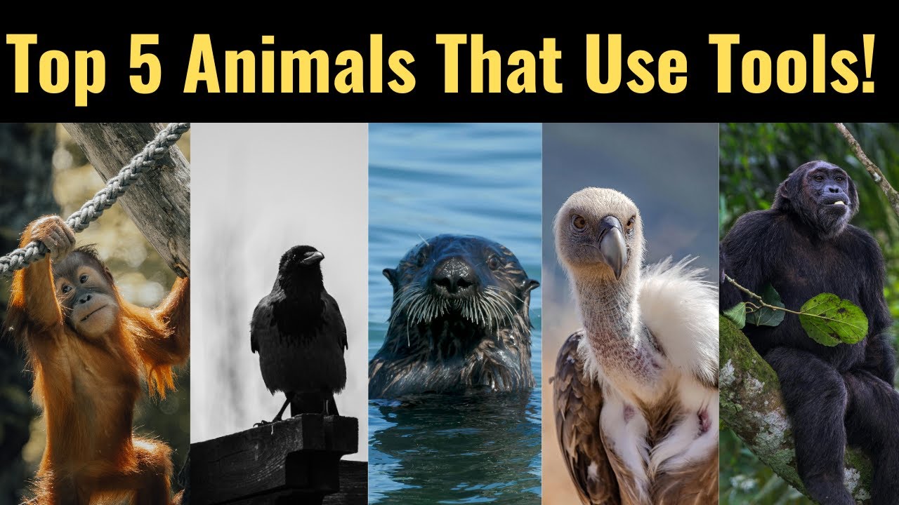 Intelligent Animals That Mastered Using Tools And Problem Solving - YouTube