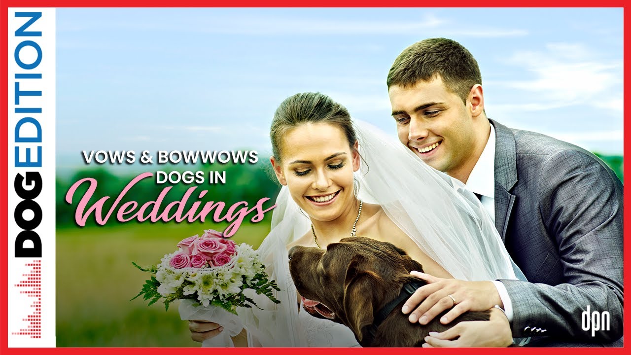 Vows & Bowwows: Dogs in Weddings | Dog Edition #67 - YouTube