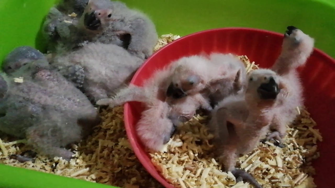 فروخ كاسكو بصحه ممتازه دون الشهر.Casco parrot is in excellent health ...