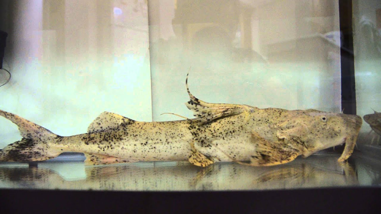 Goonch Catfish Bagarius Yarelli #1 05282013 - YouTube
