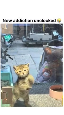 New addiction unlocked 😂 #catshorts #cat #funny #catoftheworld #memes # ...