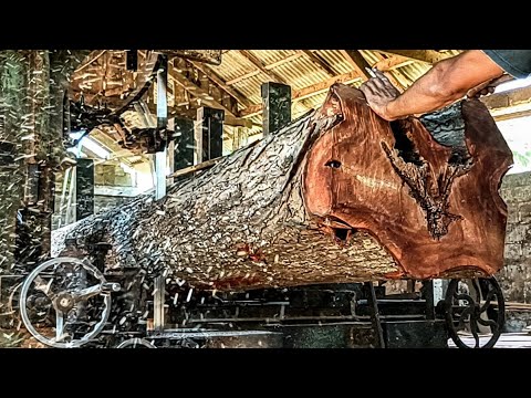 The process of sawing 6 meter long red mahogany wood at the Sawmill ...