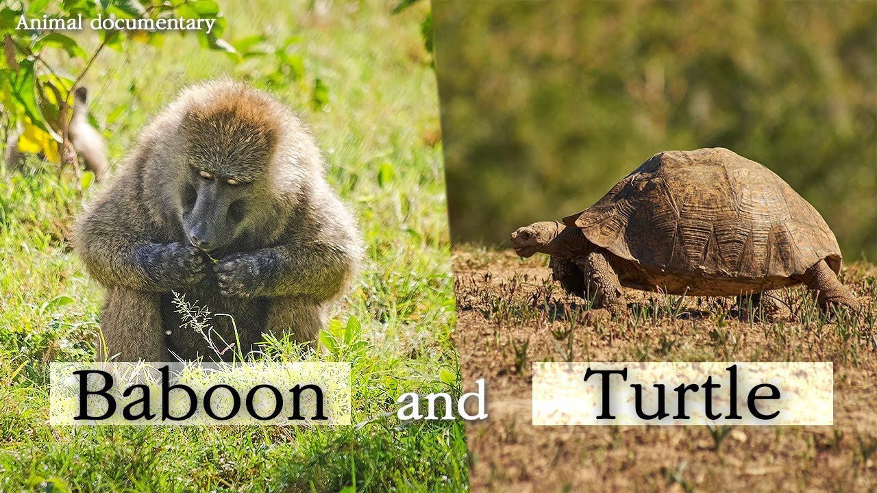 Baboon, Turtle [Animal Documentary] - YouTube