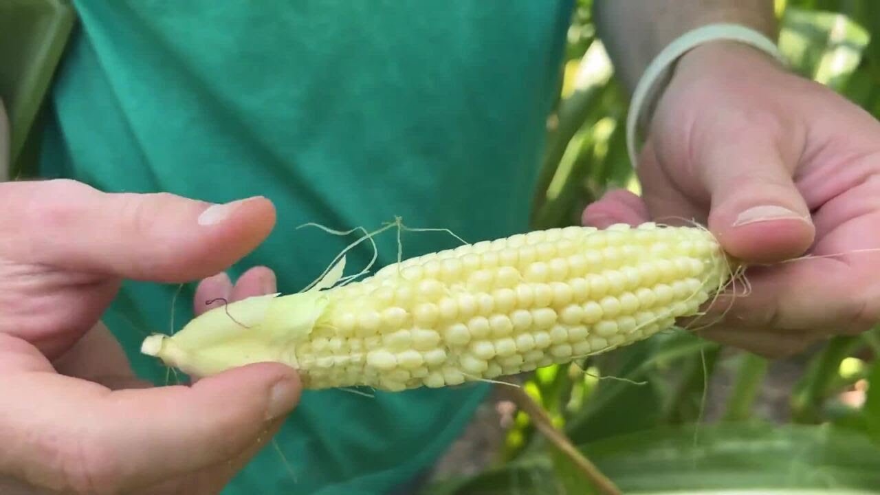 Missouri Farmer's Startling Reality: Shocking Drought Impact - Entire ...
