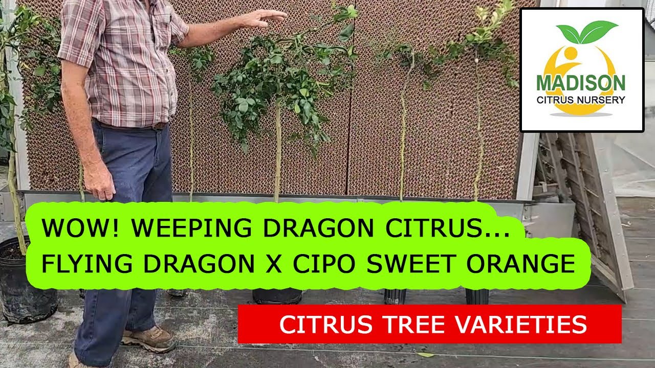 Why Is This Weeping Dragon Tree So Special? - YouTube