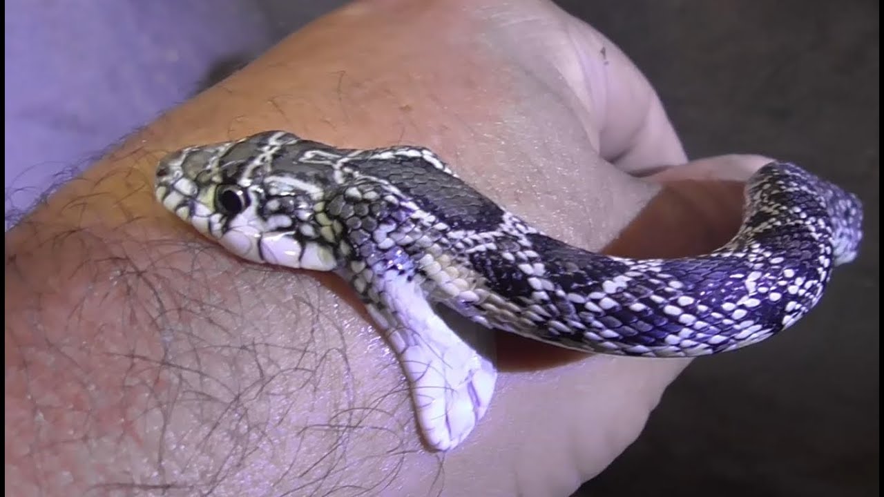 2 CULEBRAS DE HERRADURA RESCATADAS - YouTube