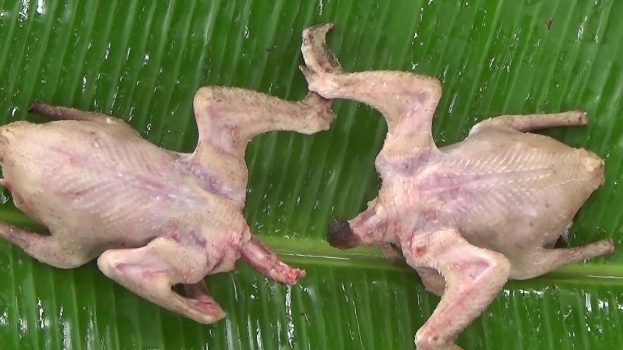 Primitive Technology | Cooking pigeon | Cooking Full Pigeon Gravy In My ...