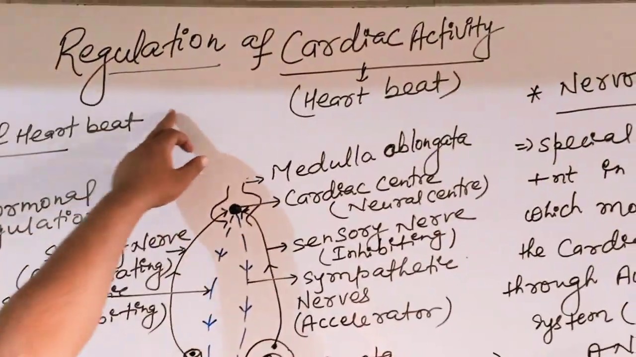 Regulation of cardiac activity [Heart Beat] (part 9) - YouTube
