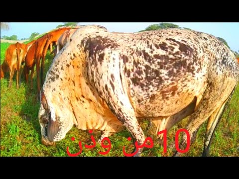 very best nasal ka cow very what bull best very nice punjab animal farm ...