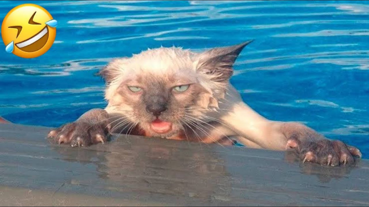 GATOS vs AGUA 2021 | GATOS con MIEDO al AGUA | PERROS con MIEDO al AGUA ...