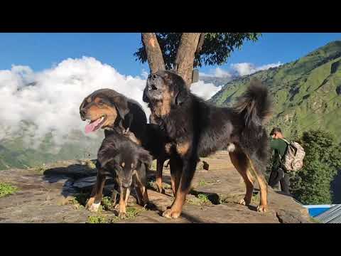 शुन्दर दृश्य र |भोटे कुकुर | Beautiful  View and | Bhote Kukur at | Mountain