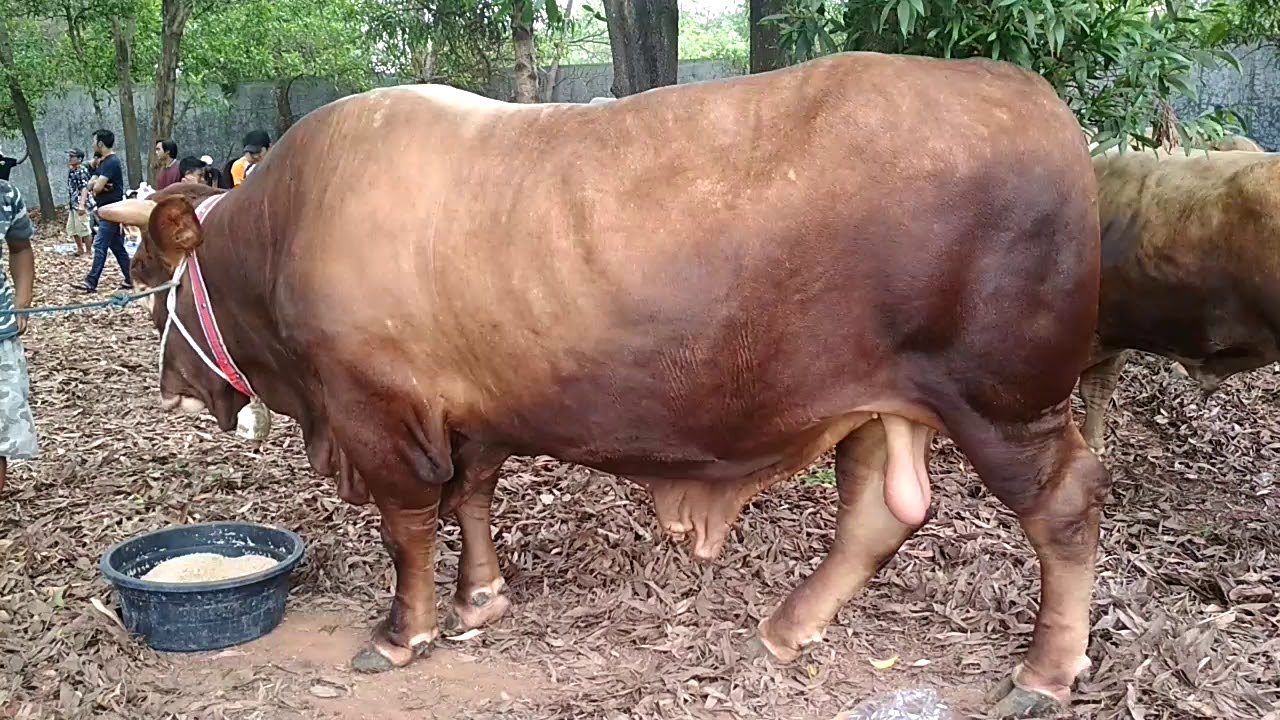 SAPI SAPI BESAR TIDAK MASUK DISPLAY, Karena PATOK Gak KOKOH | #SapiVlog ...