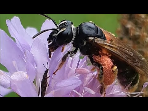 Andrena hattorfiana - Large Scabious Mining Bee - Andrène de la Knautie ...
