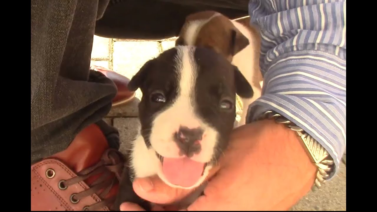 PART 2 / Nice and Sweet Baby Dogs ! Pit Bull Stef Terrier 4Weeks old ...