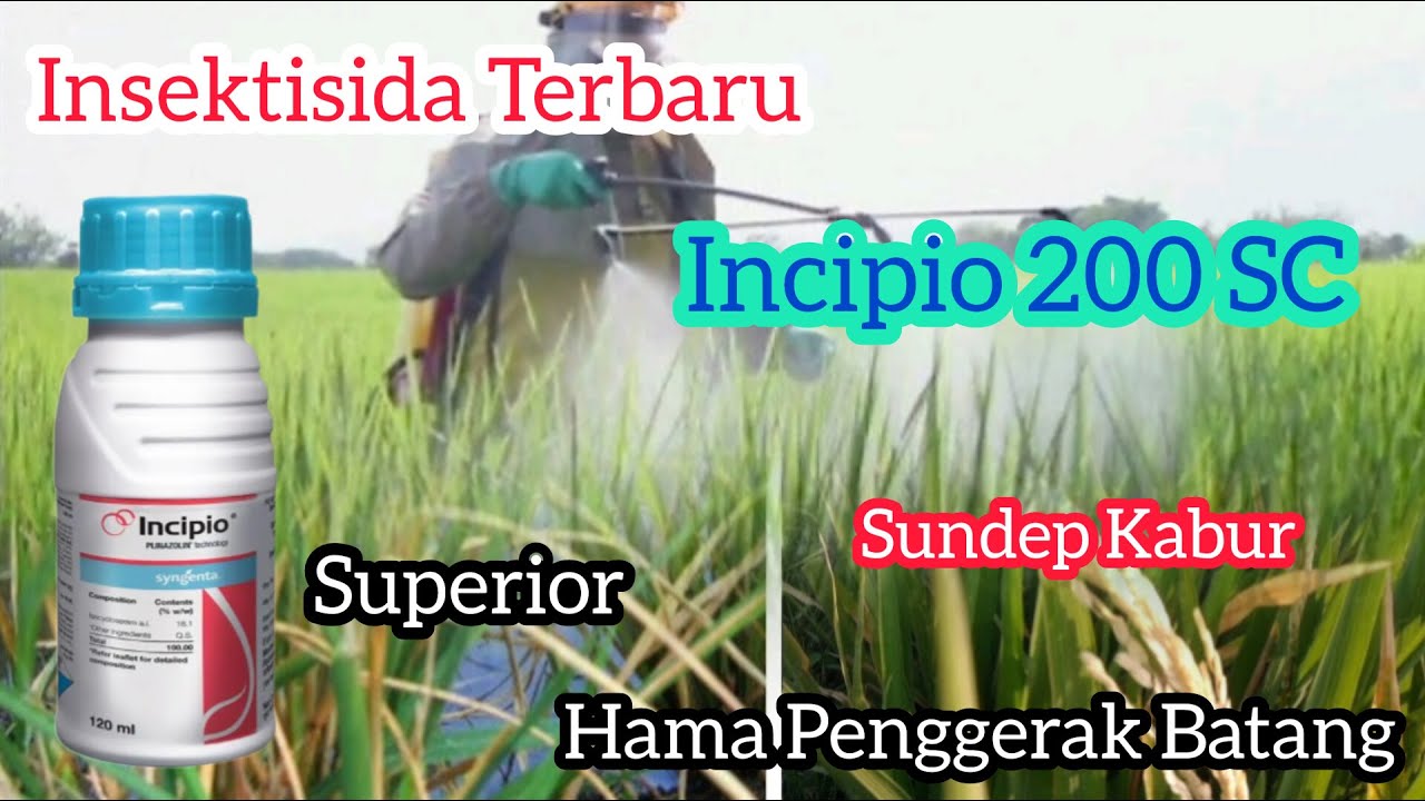 Insektisida Terbaru,Superior untuk Hama Penggerak batang Padi ...
