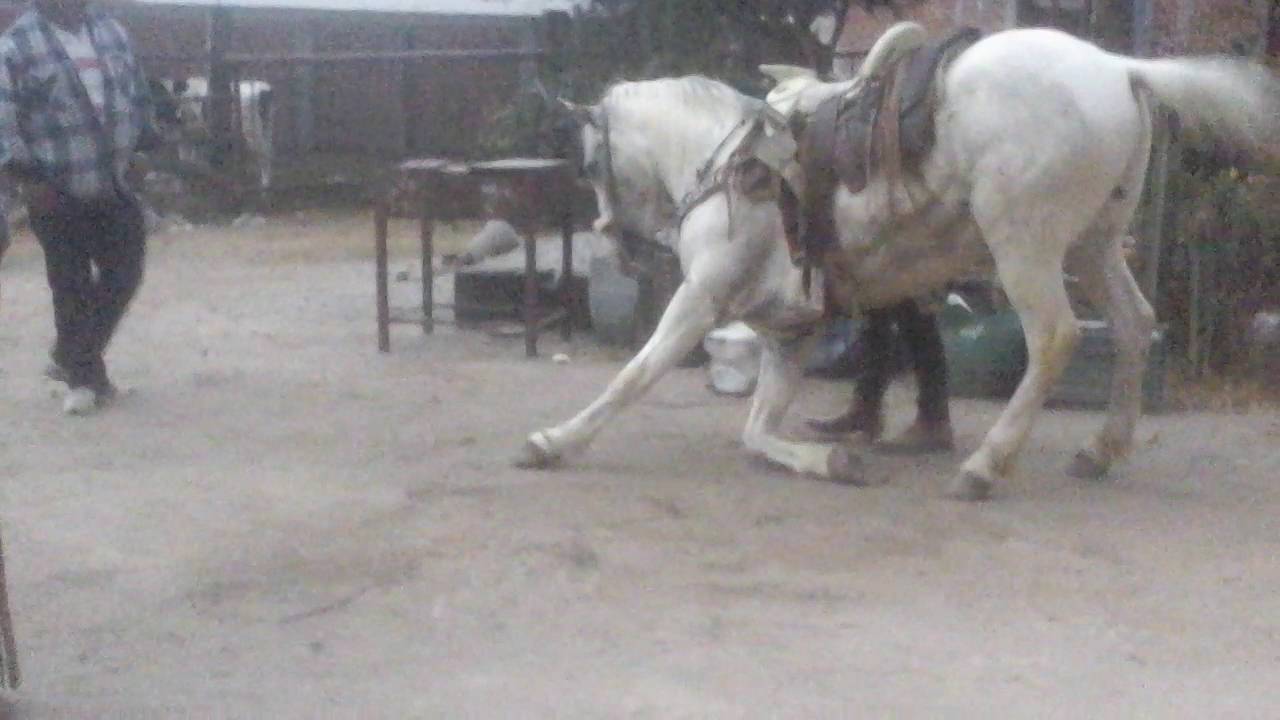 Caballo saludando - YouTube