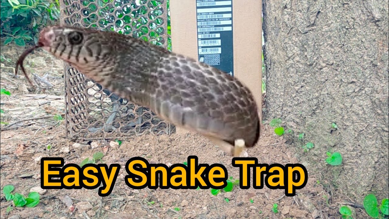DIY Amazing Easy Video Snake Trap - YouTube