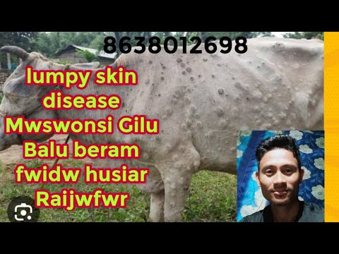 Lampy skin Disease ! cow mei hone wala Lampy skin disease - YouTube