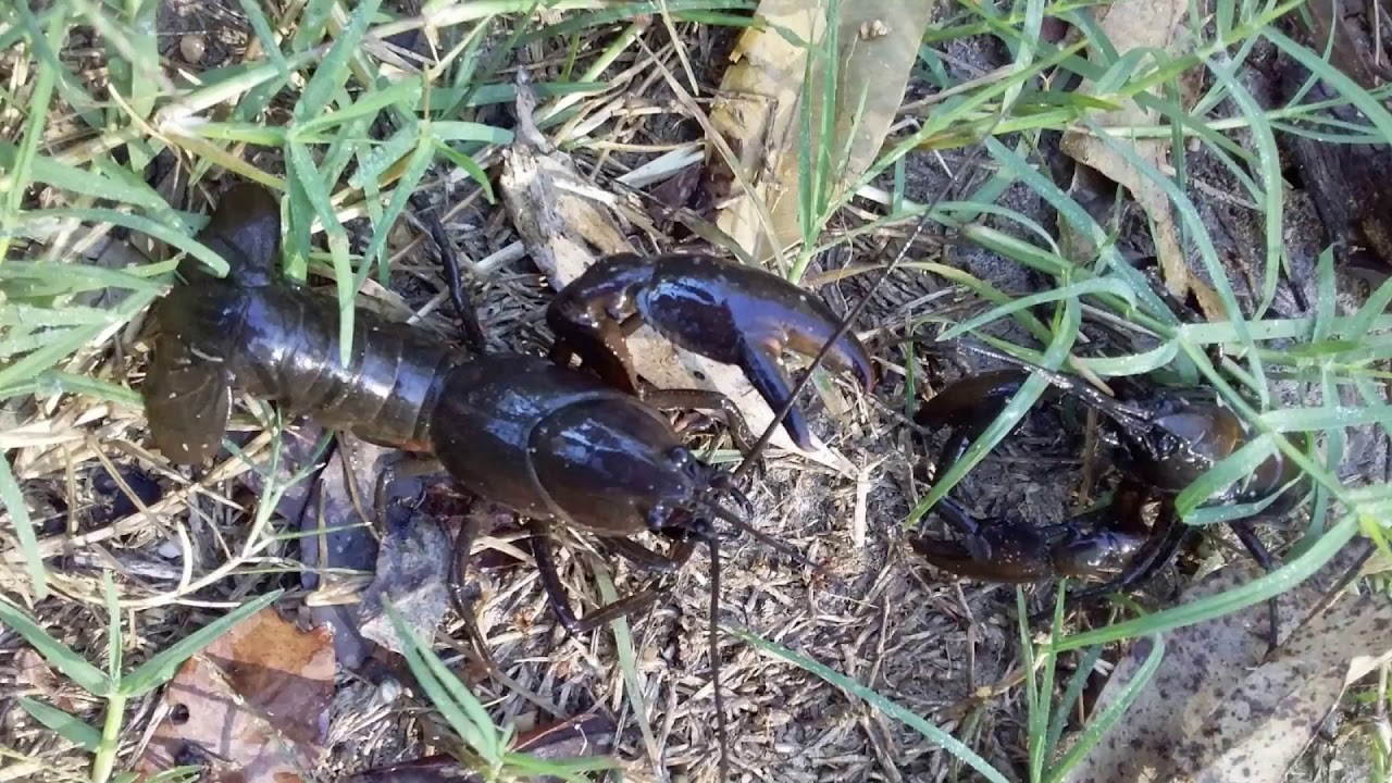 Callide Dam Trip 2020 - YouTube