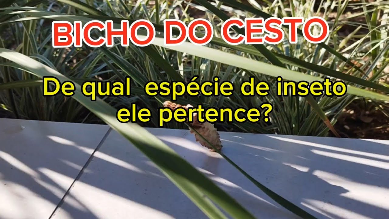 BICHO DO CESTO - Será Que Se Transforma Em Algum Inseto? - YouTube