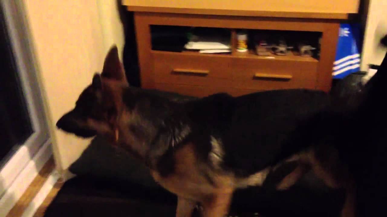 Dog goes mad at iPad whoosh sound - YouTube