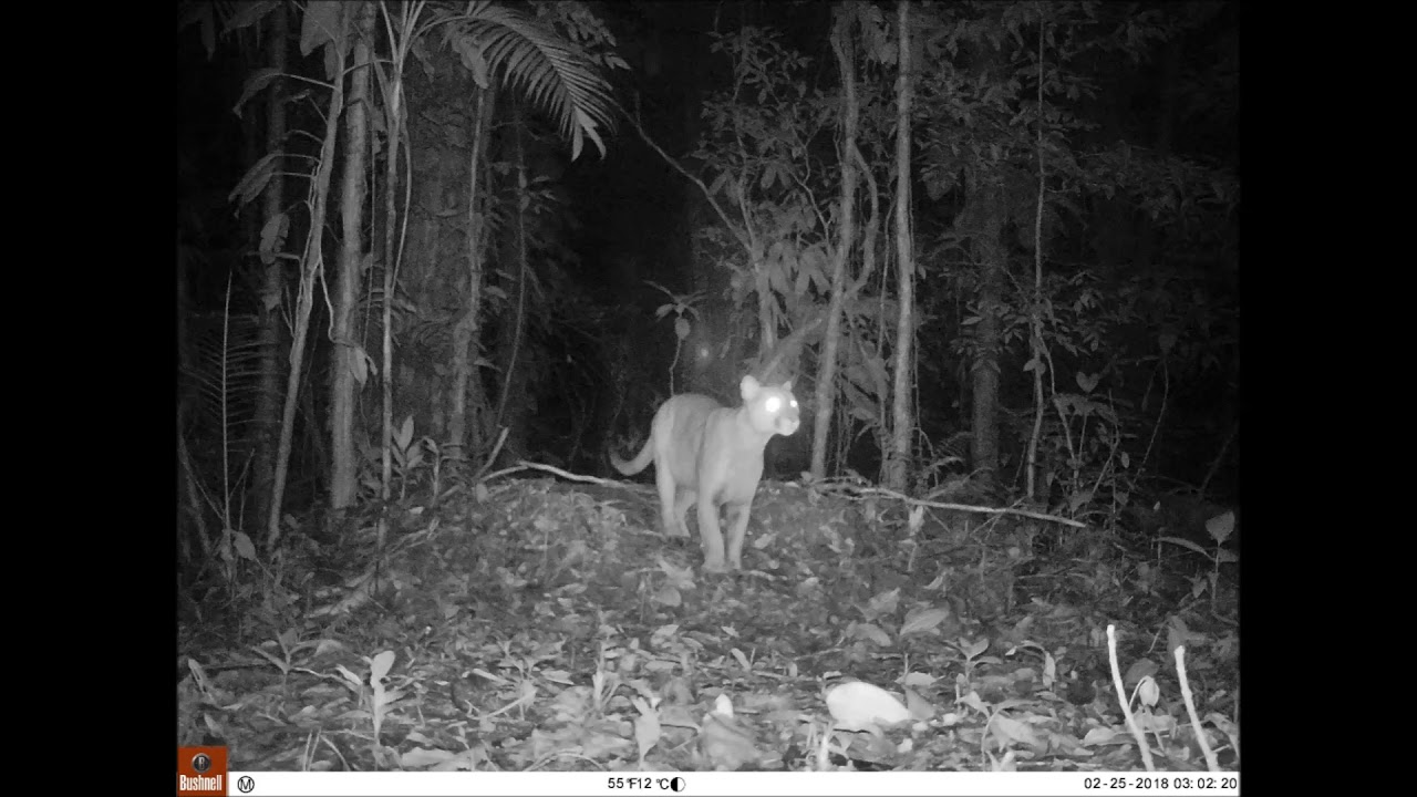 Camera Trap Footage from Project Jaguar Conservation Initiative ...