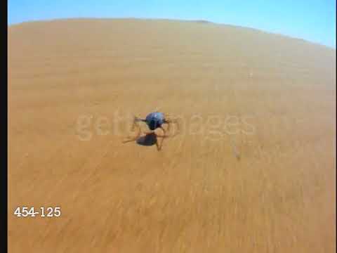 Baby Einstein Stock Footage - Beetle Running 2