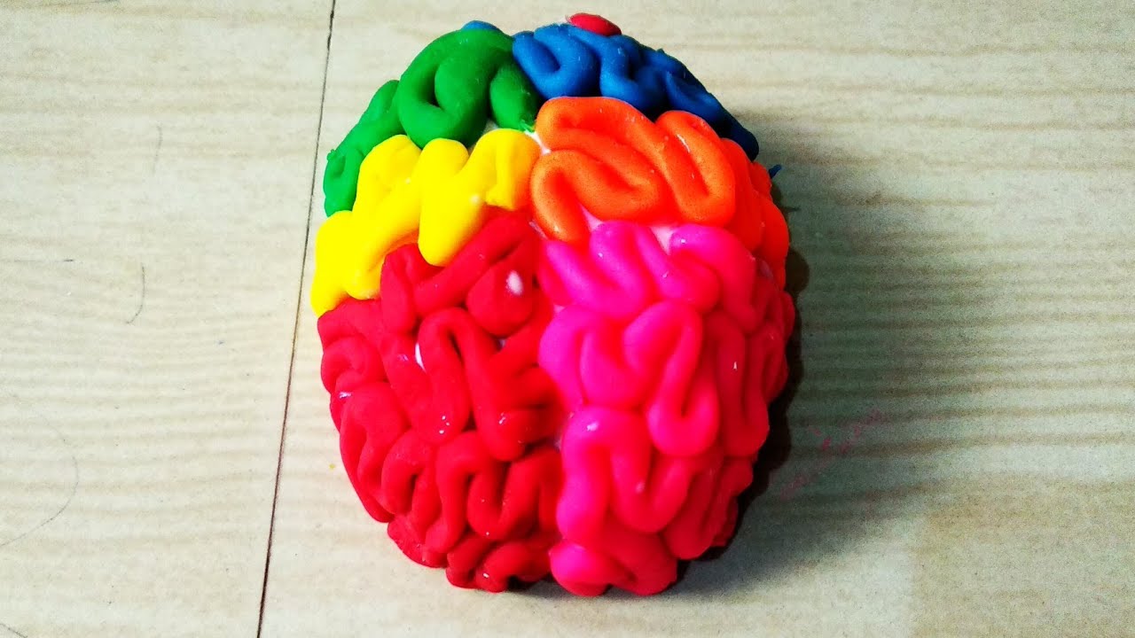Easy science TLM human brain,science model,science tlm model,students ...