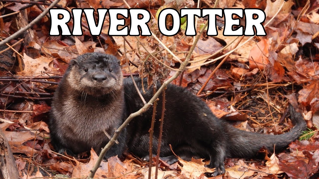 Cutest River Otter Grooming along the Blackstone River Canal # ...