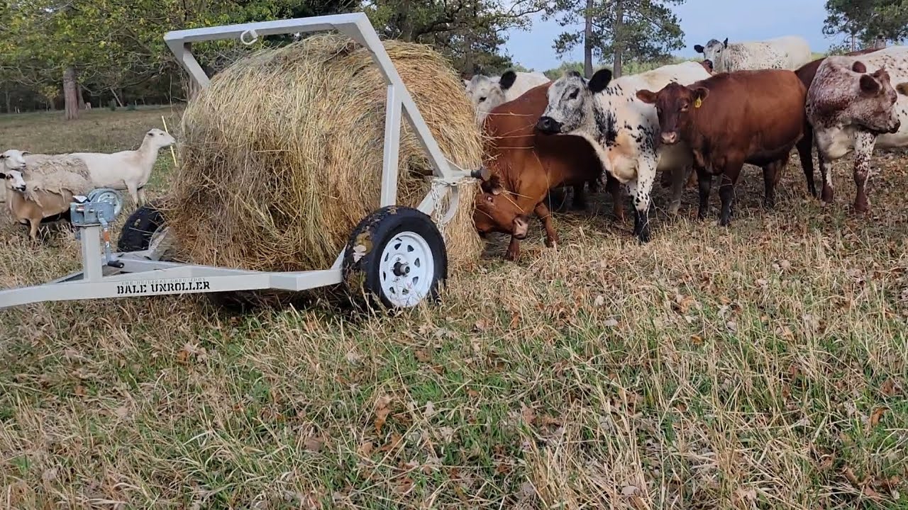 Using Greg Judy bale unroller to buy time for more grass. - YouTube