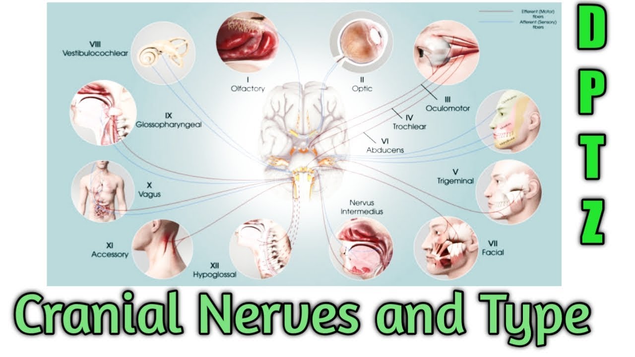 #cranialnerve#types Cranial Nerves and Type - YouTube