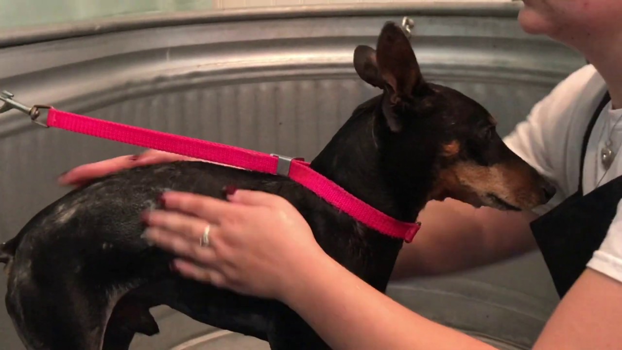 Mitch the Dog Gets a Mud Bath - YouTube