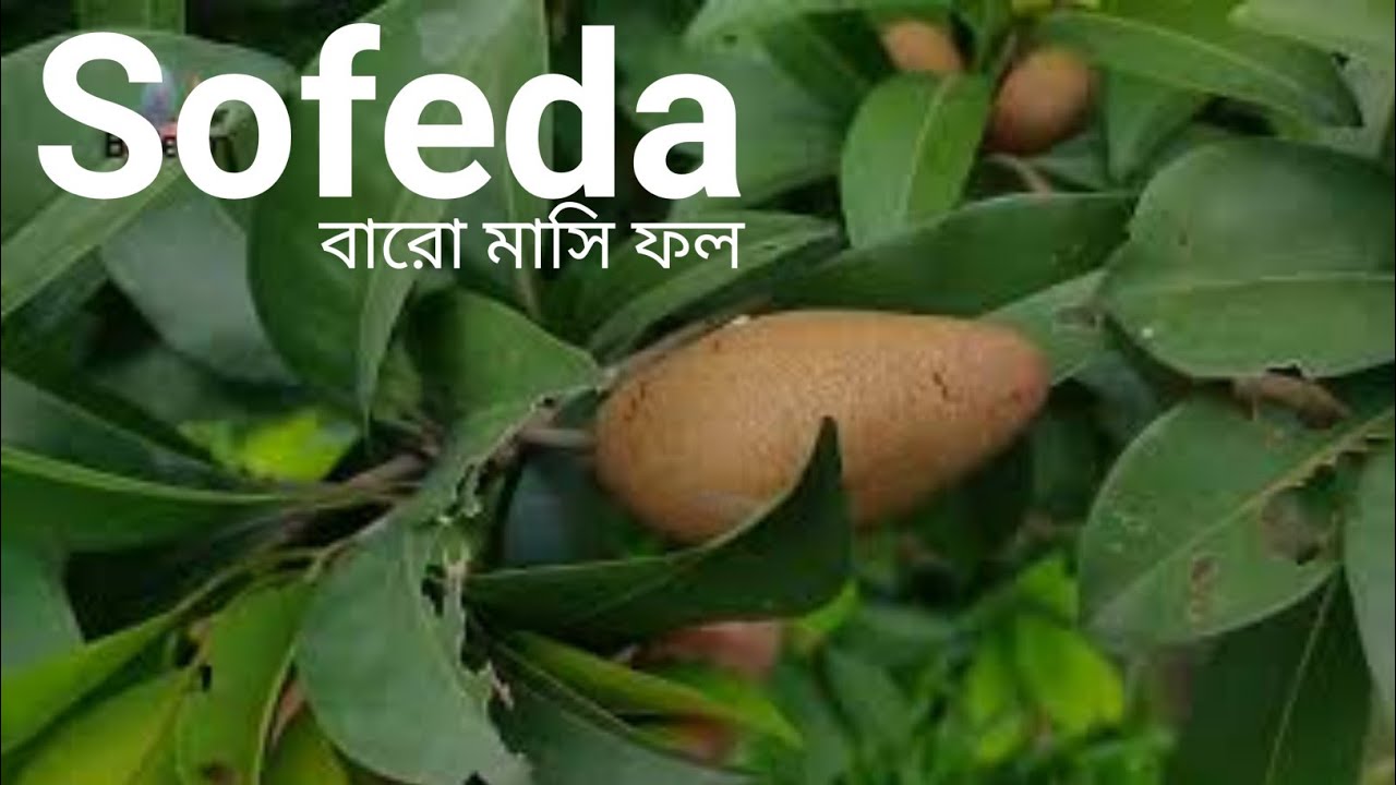 sofada fol / sofeda fruit / sofeda tree / sofeda gas / agro bulletin ...