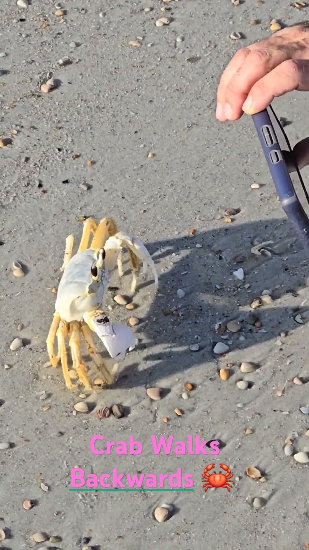 Crab Walks Backwards! 🦀 - YouTube