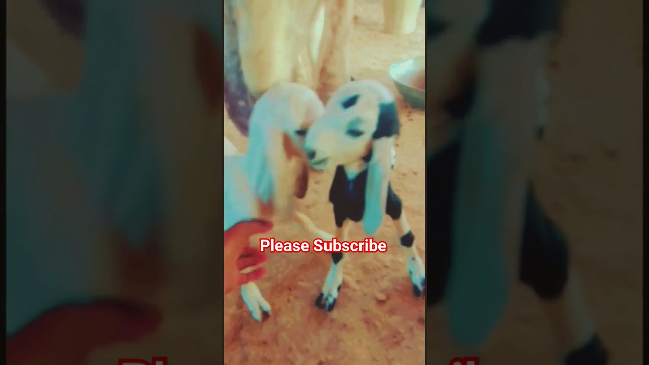 Nachi Goat Farming