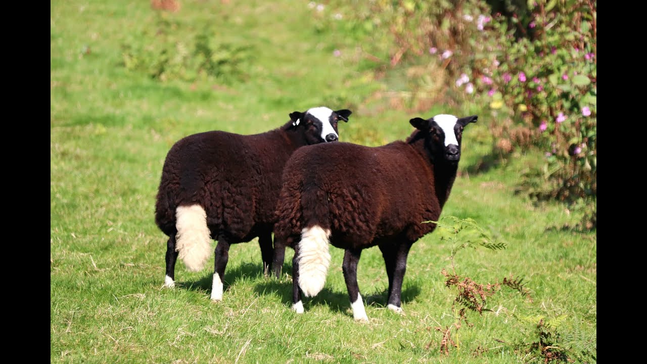 The Rare and Resilient Balwen Welsh Mountain Sheep | A Story of ...