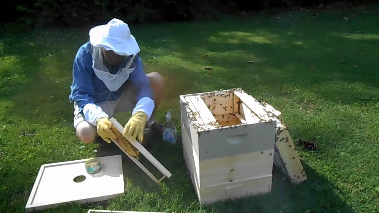Bee Extraction Removal from exterior wall of vacation cabin Townsend, TN - YouTube