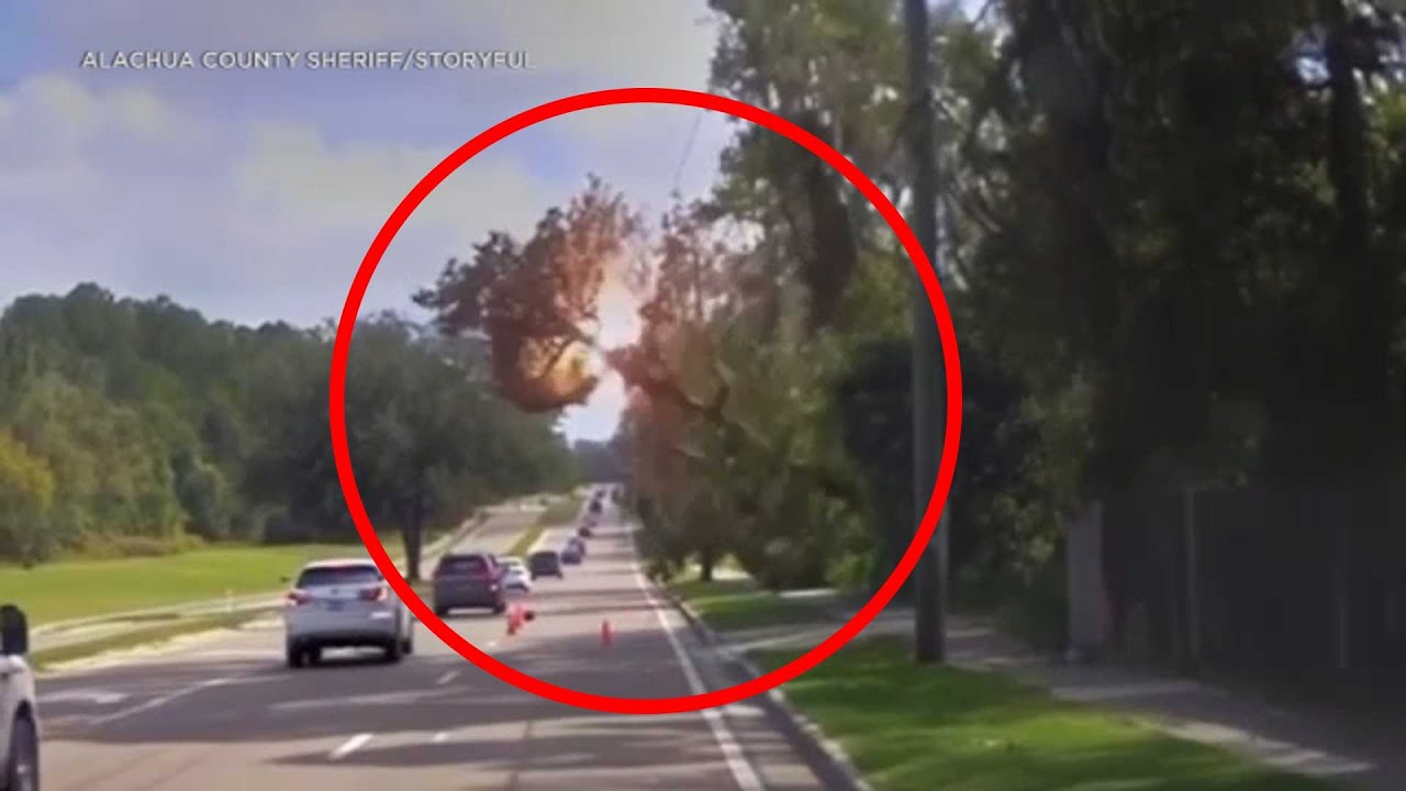 Dashcam video: Huge tree topples on top of car, pulls down power lines ...