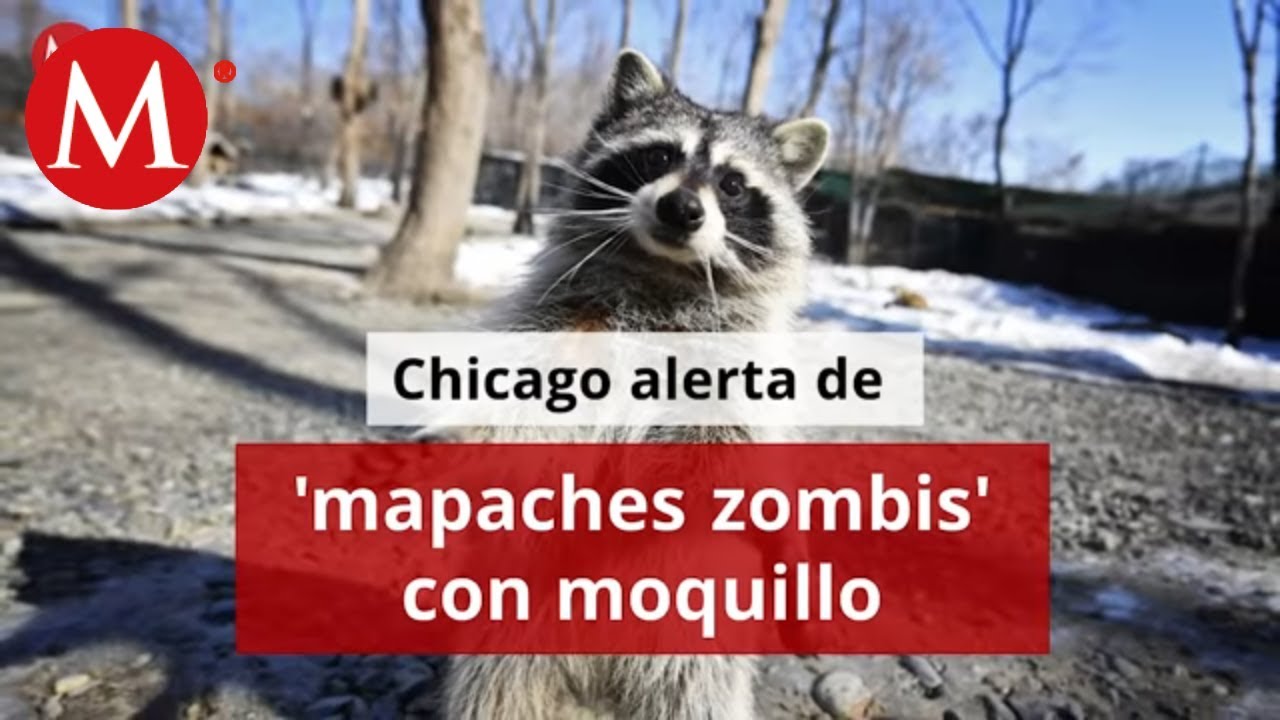 Chicago alerta de 'mapaches zombis' por moquillo - YouTube