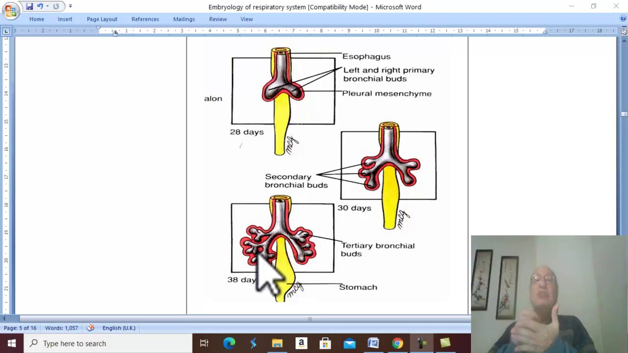 Development of Respiratory System ( Part 2 ) , by Dr. Wahdan - YouTube