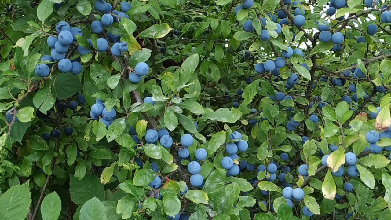 Blackthorn (Prunus spinosa) - the wild ancestor of blue plums - YouTube