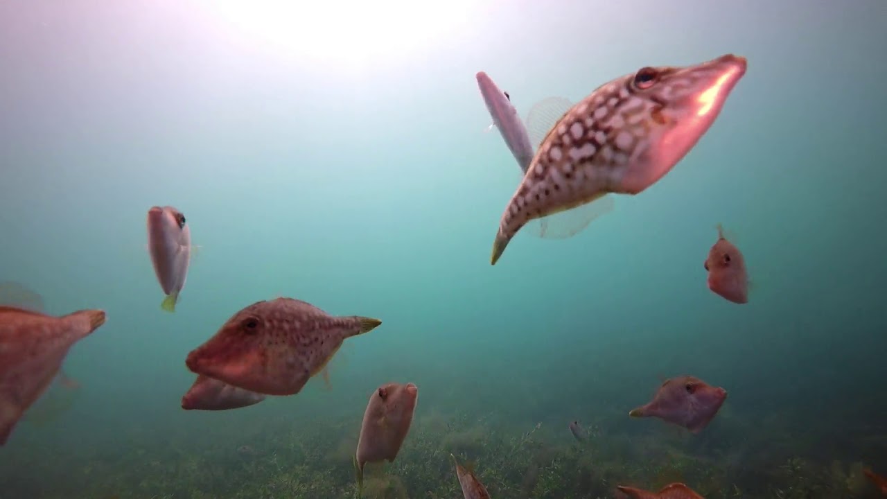 Flinders Pier 17 February 2019 - YouTube