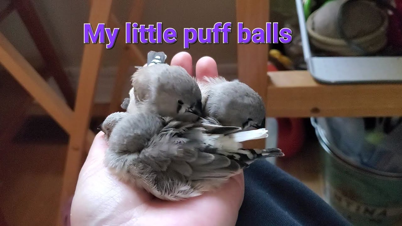 my little puff balls 😍 - YouTube
