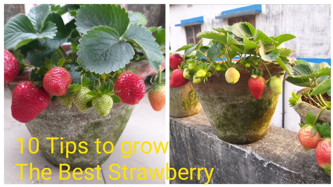 Top 10 tips for growing good quality strawberry/ Strawberry part -7/How ...