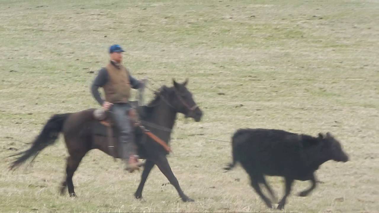 Roping yearlings - YouTube
